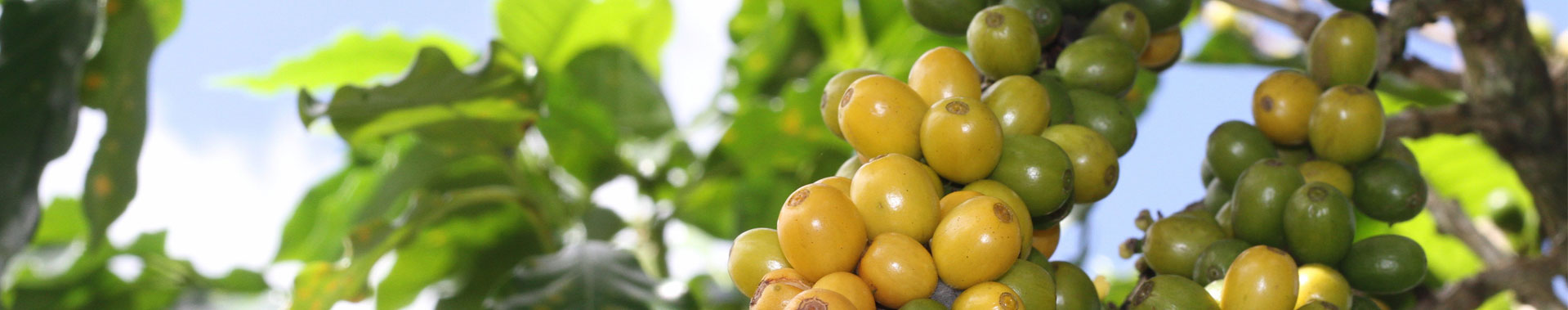 Gallery Video - MELi Coffee Cà phê Specialty Măng Đen
